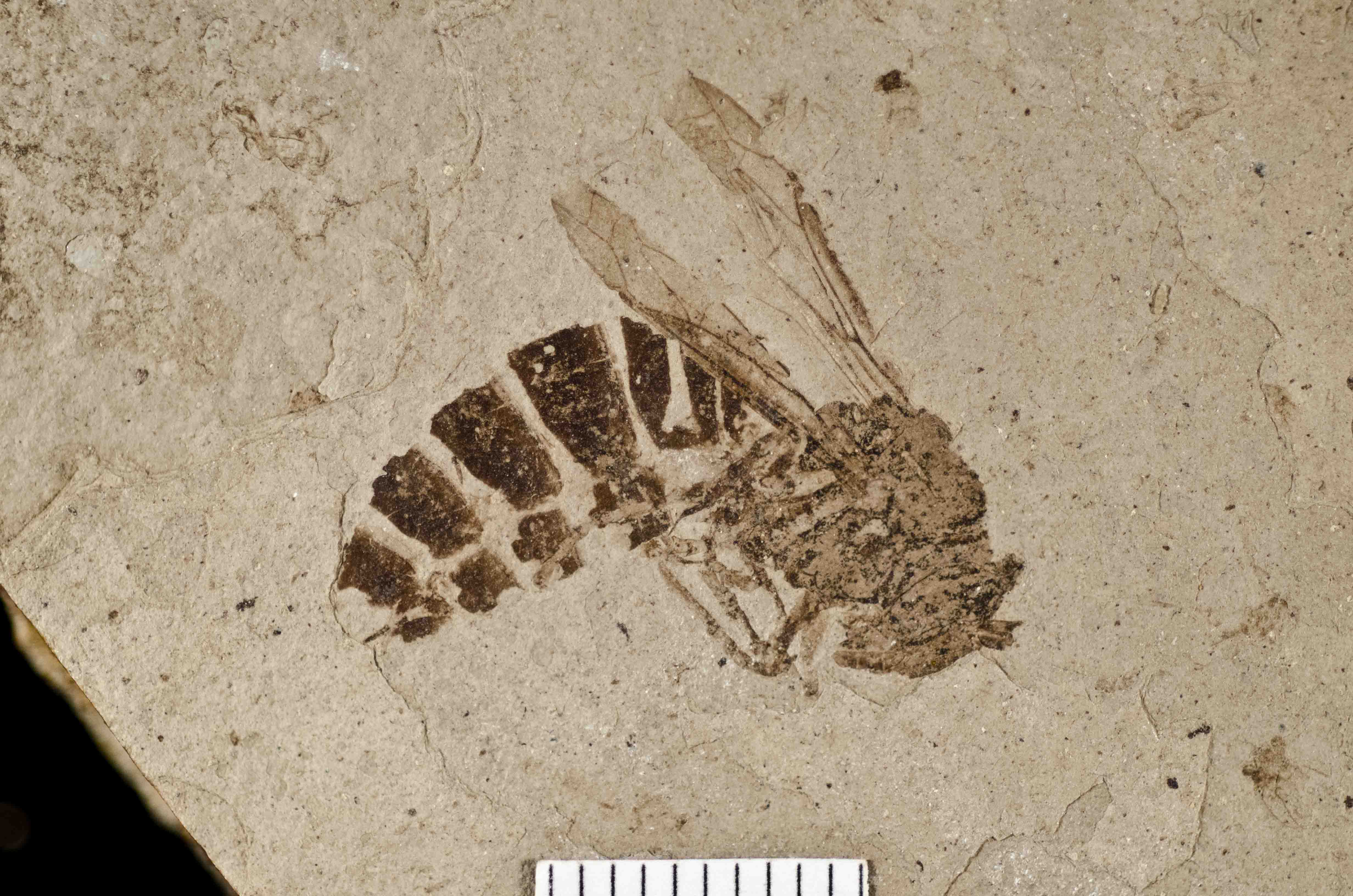 What is a Fossil-Lagerstätte?