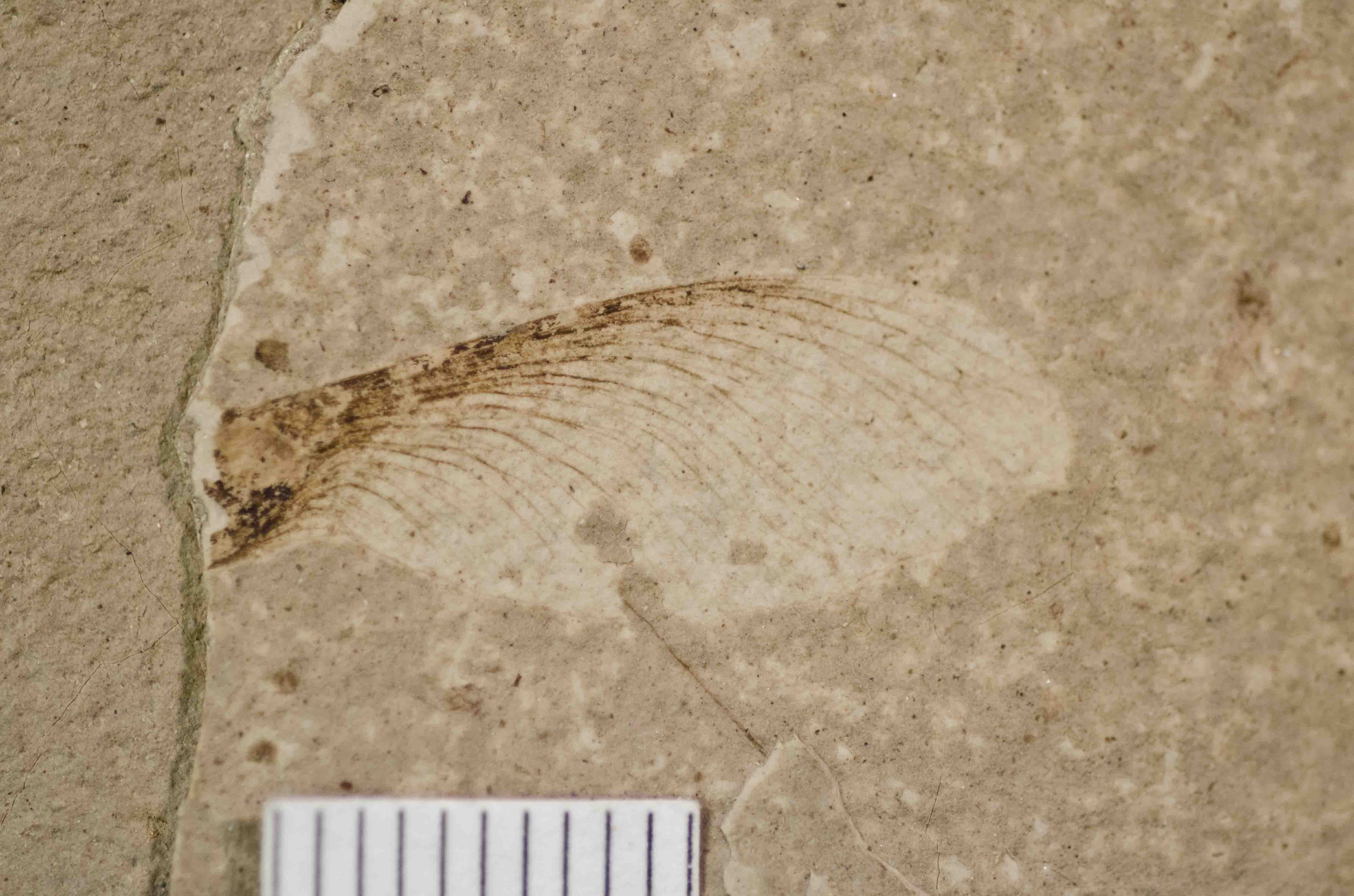 Fossil Spotlight: Maple Seed