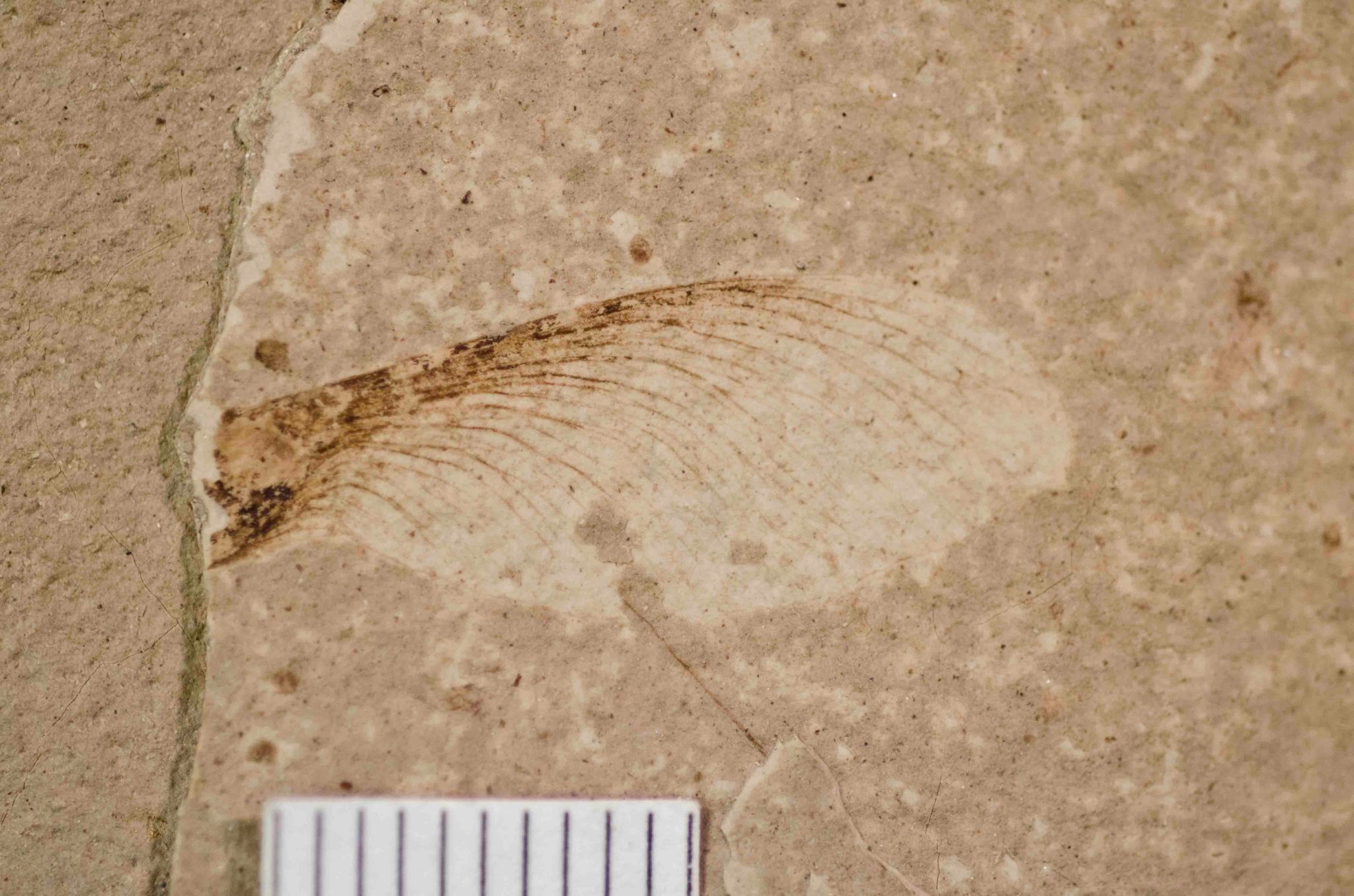 Fossil Spotlight: Maple Seed
